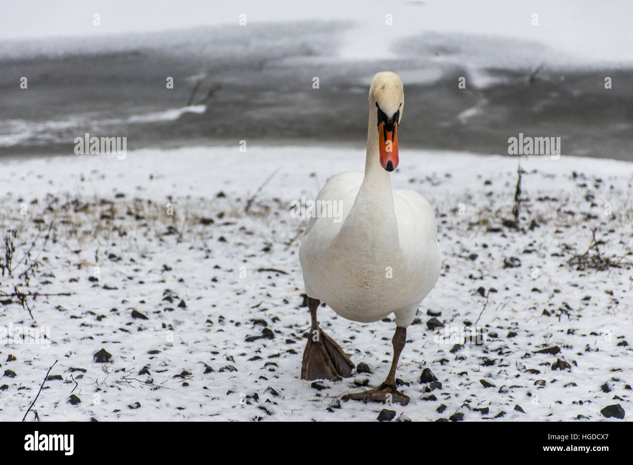 Winter Wonder Land Snow white swan Bird walking close to ice lake 2 ...