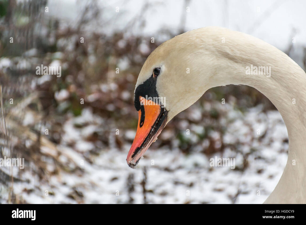 Winter Wonder Land Snow white swan Bird walking close to ice lake 6 ...
