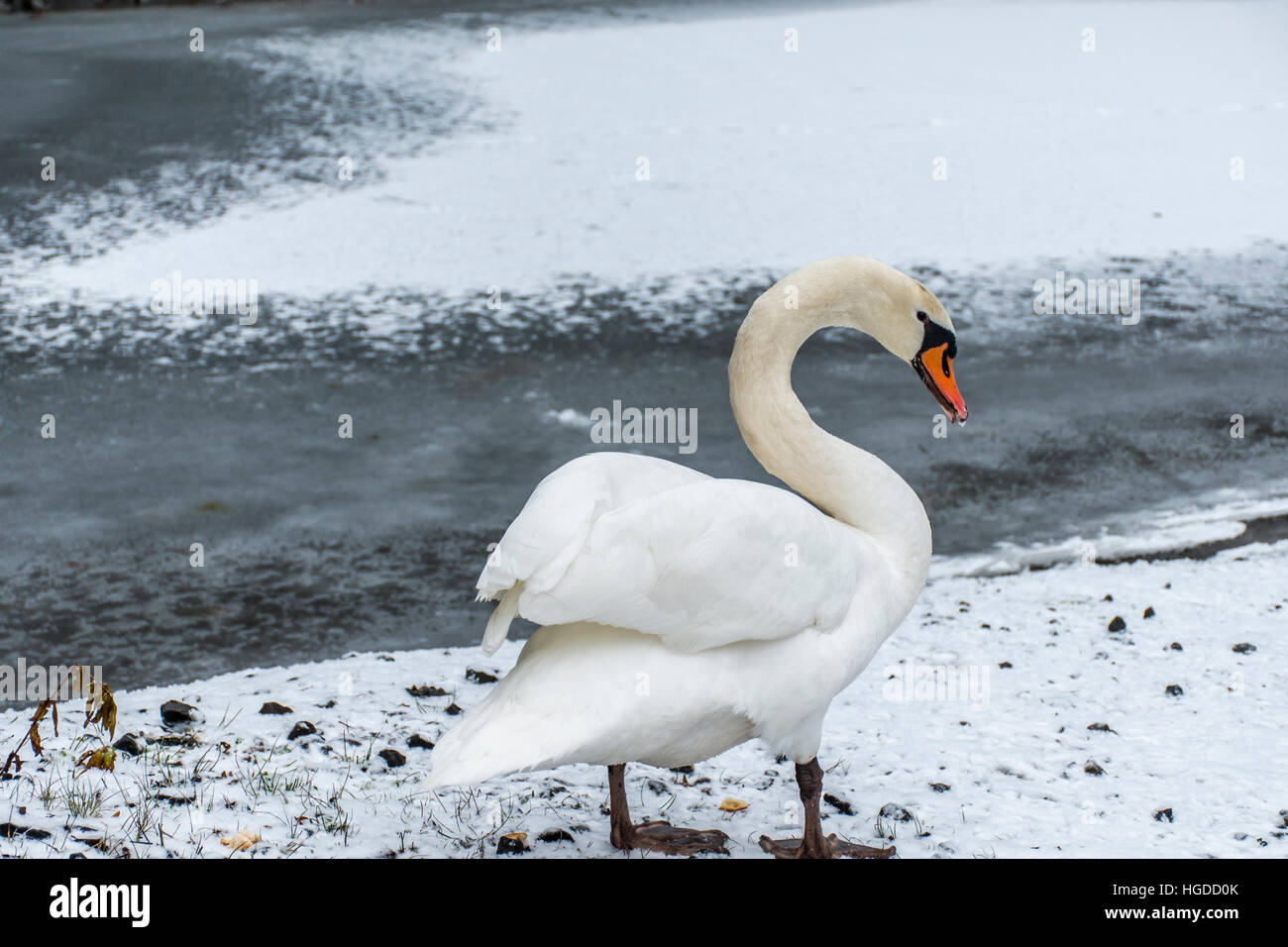 Swan snow walking hi-res stock photography and images - Alamy