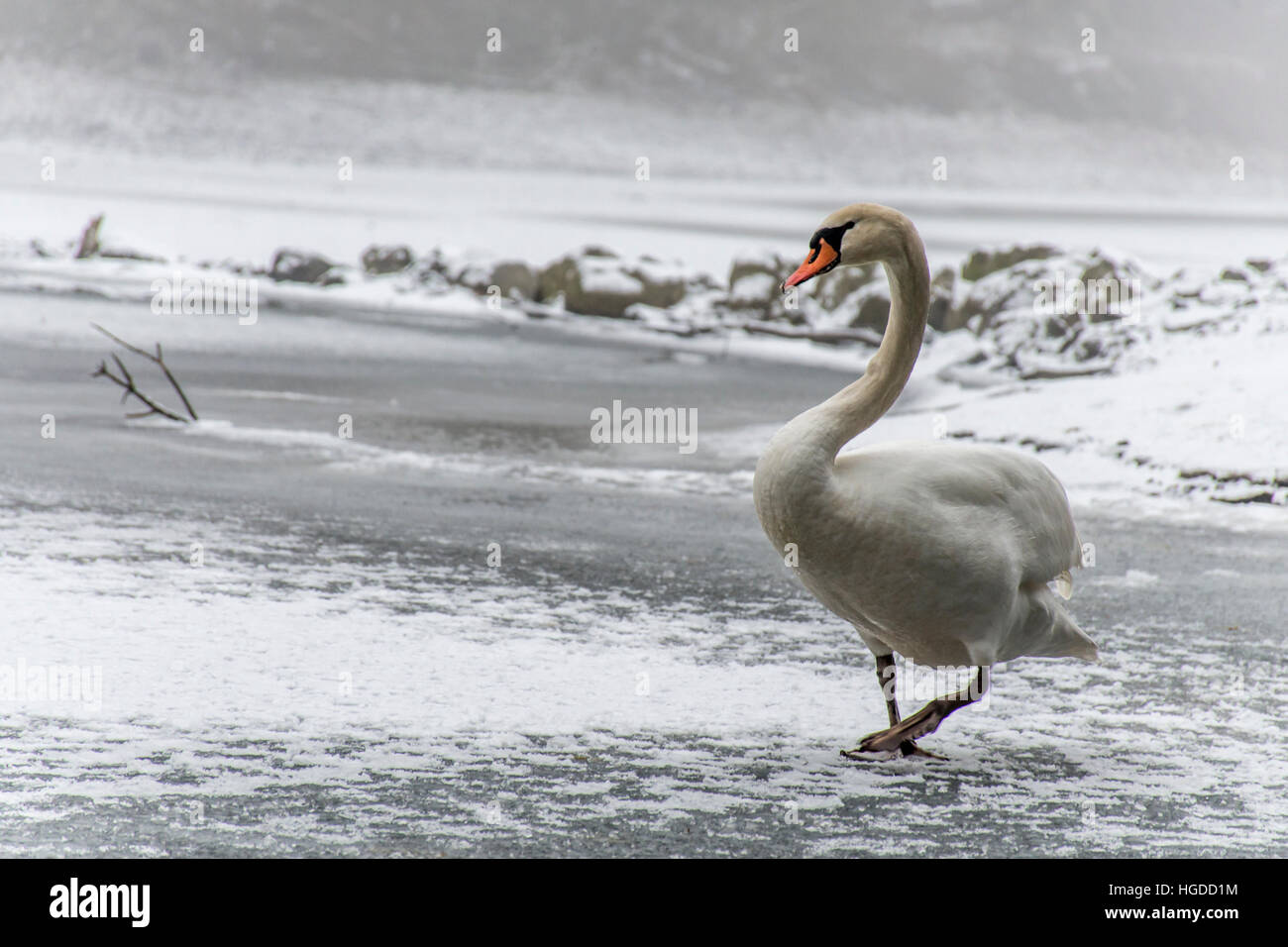 Winter Wonder Land Snow white swan Bird walking close to ice lake 13 ...