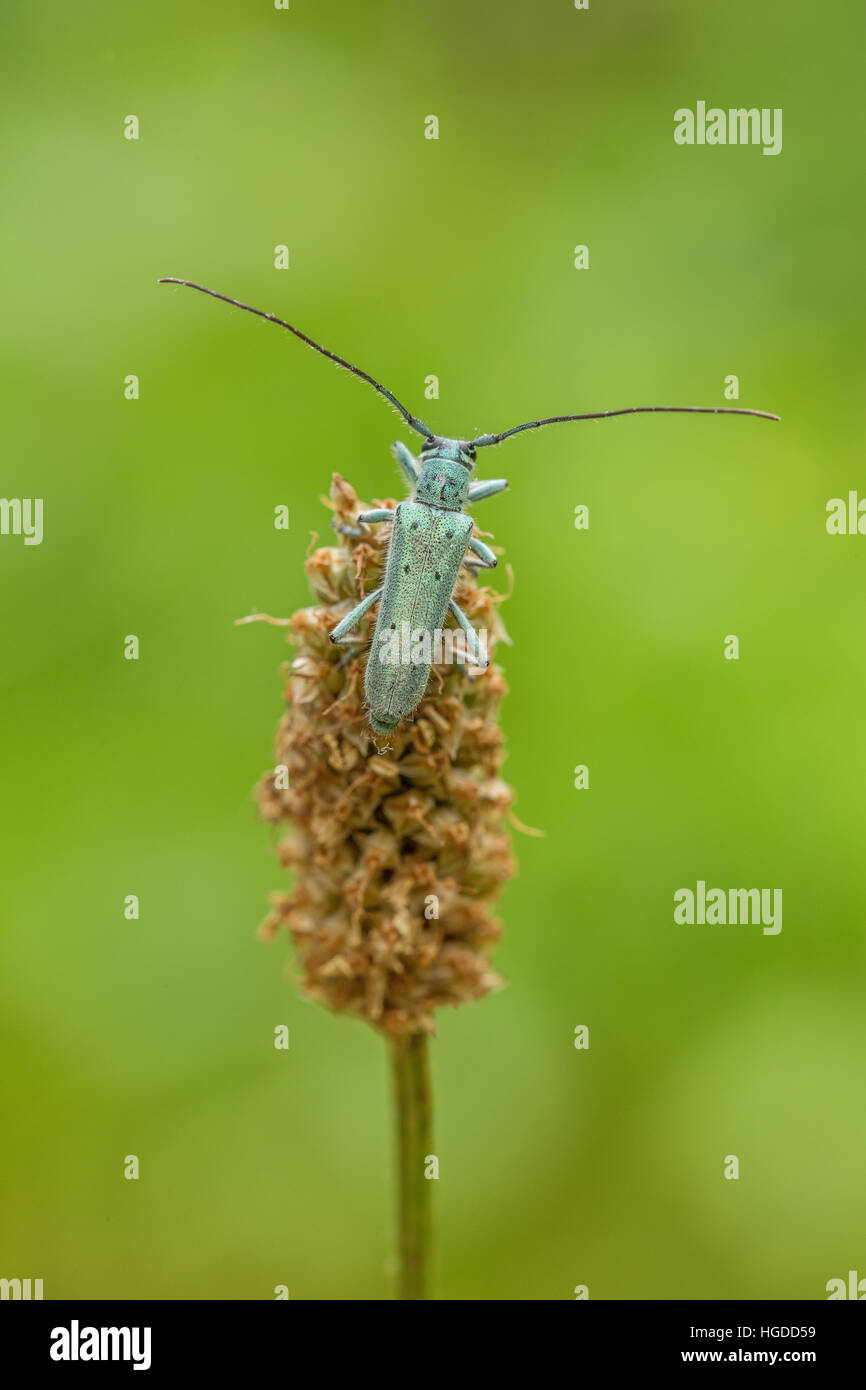 Saperda hi-res stock photography and images - Alamy