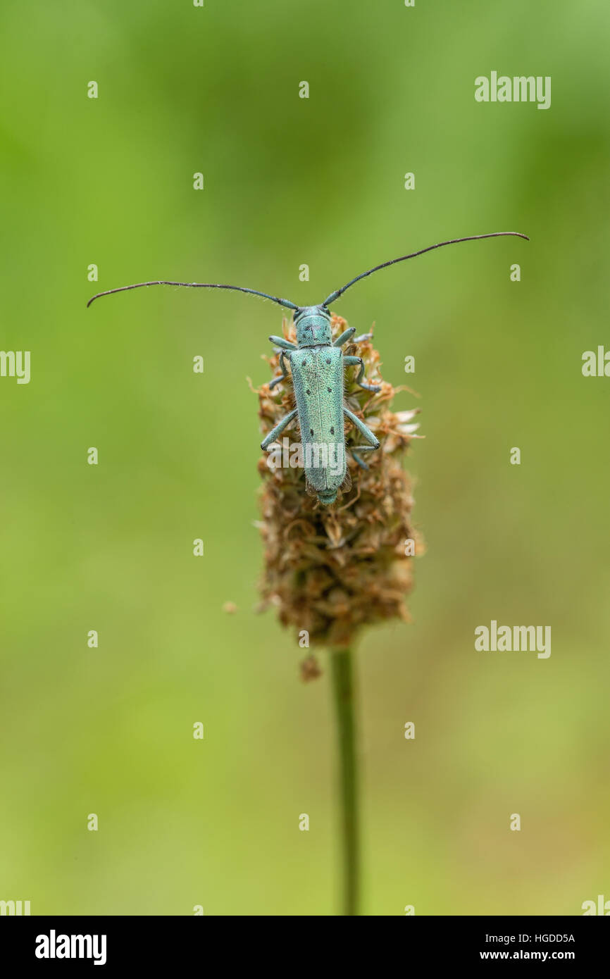 Saperda hi-res stock photography and images - Alamy