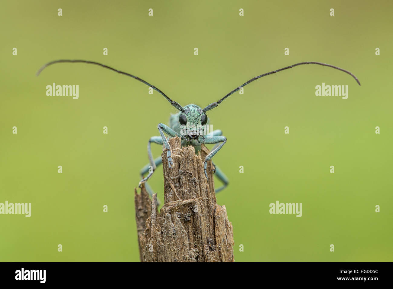 Saperda hi-res stock photography and images - Alamy