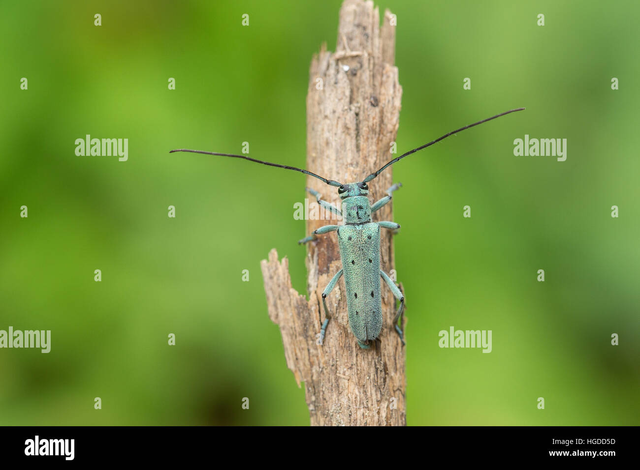 Saperda hi-res stock photography and images - Alamy