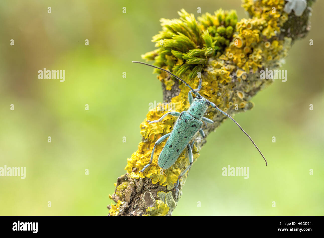 Saperda octopunctata, longhorn beetles Stock Photo - Alamy