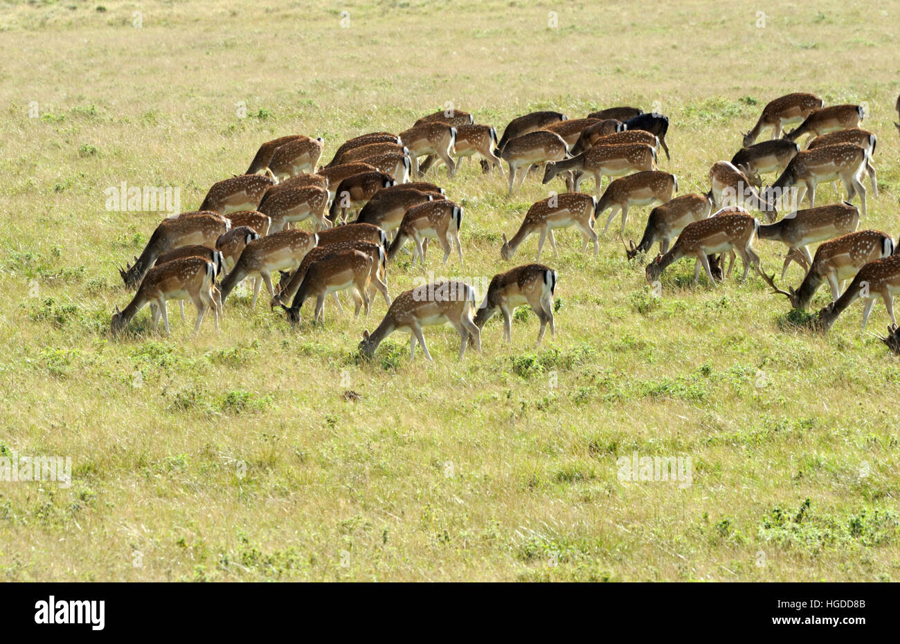 fallow deer, fallow buck Stock Photo - Alamy