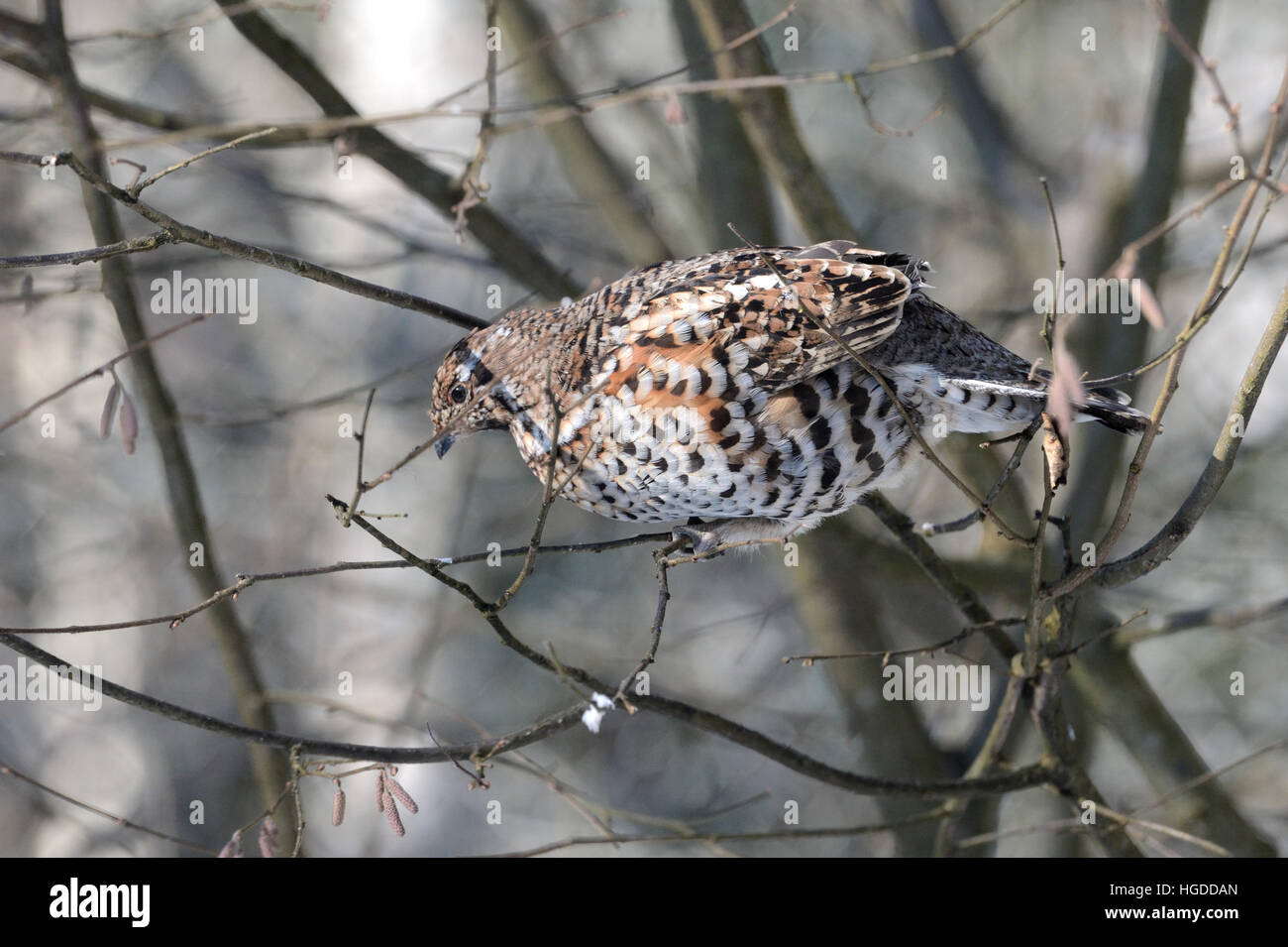 Hazelhen hi-res stock photography and images - Alamy