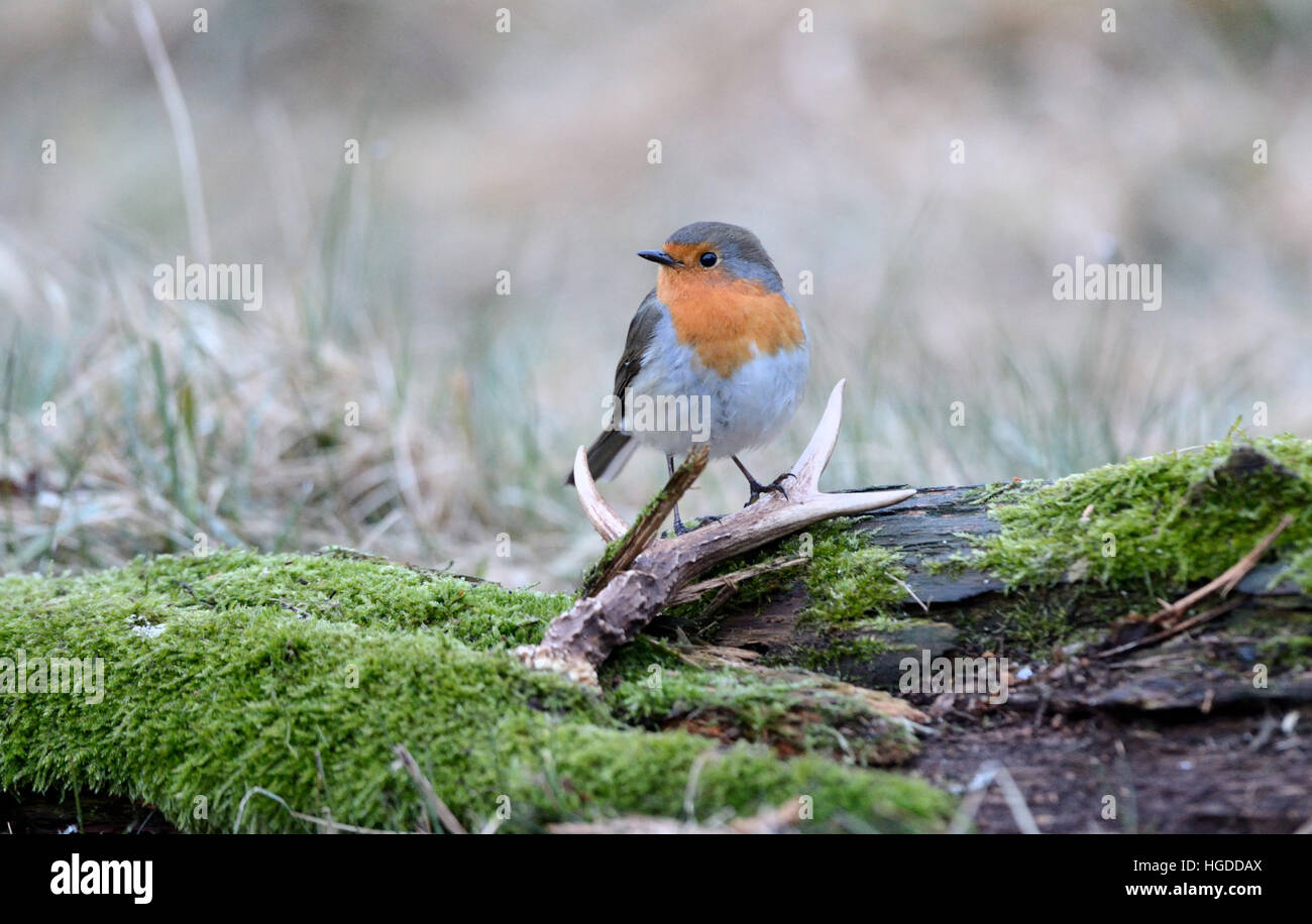 Robin redbreasts hi-res stock photography and images - Alamy