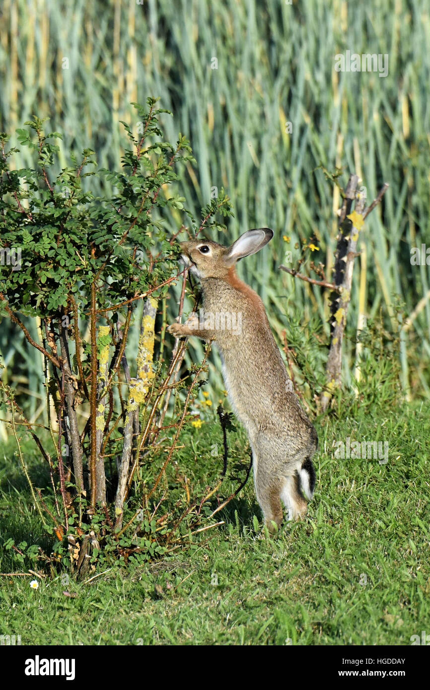 Wild rabbits hi-res stock photography and images - Alamy