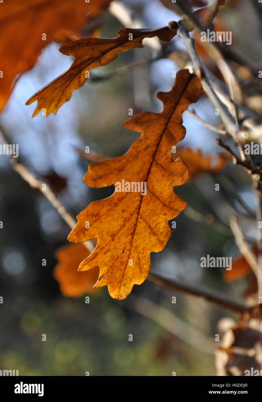 autumn oak leave Stock Photo - Alamy