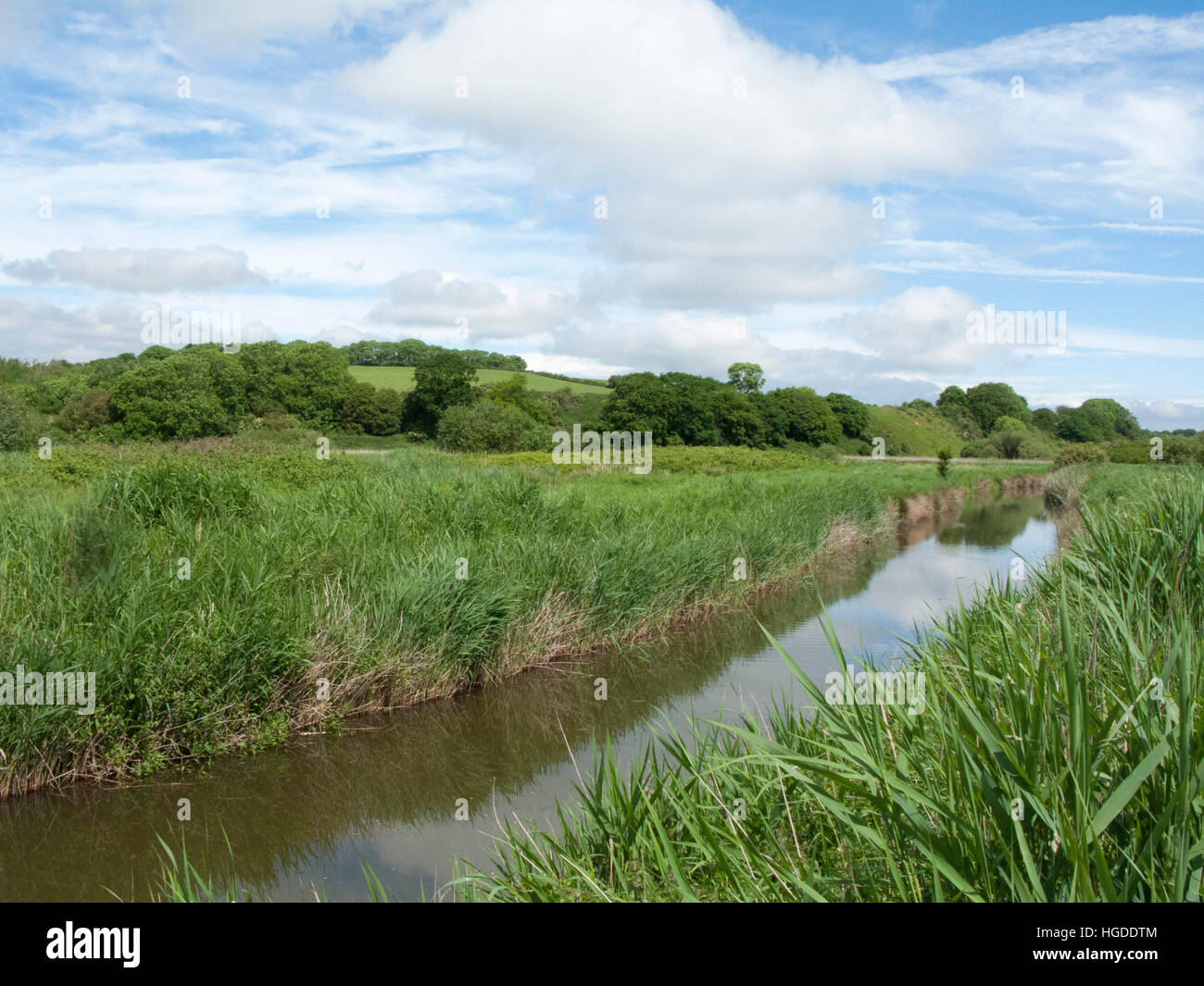 Stream flowing through reedbed on nature reserve. Taken May. Pannel ...