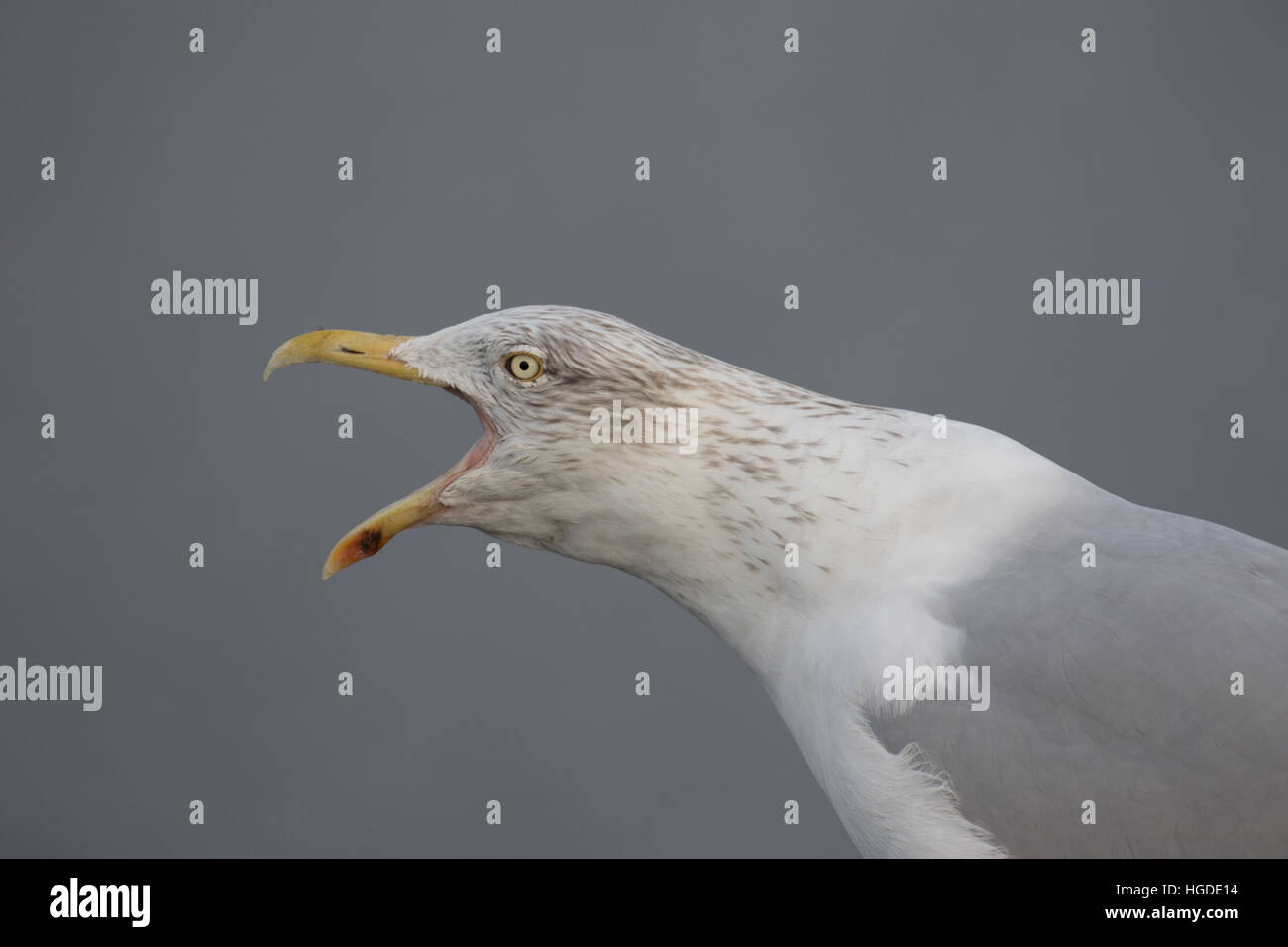 Herring Gull calling Stock Photo - Alamy