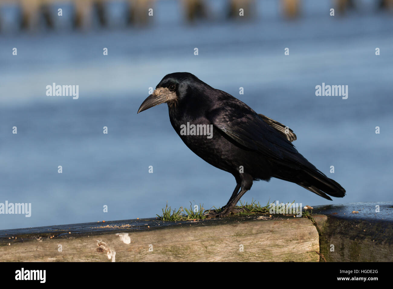 Rook uk hi-res stock photography and images - Alamy