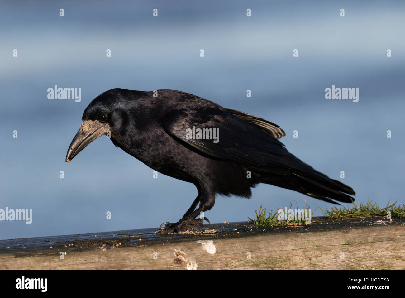 Rook uk hi-res stock photography and images - Alamy