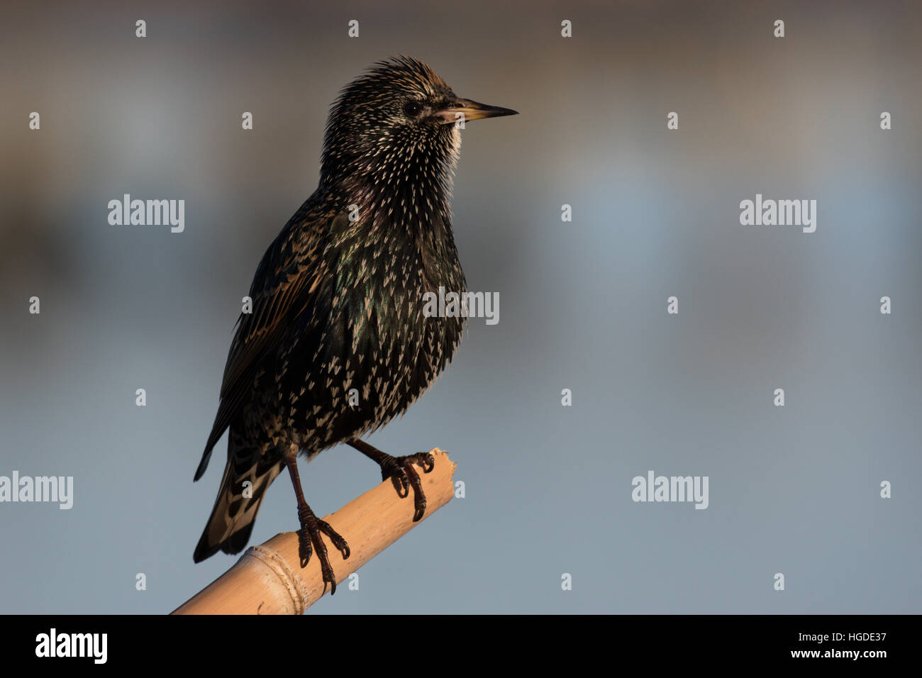 Starling uk winter hi-res stock photography and images - Alamy