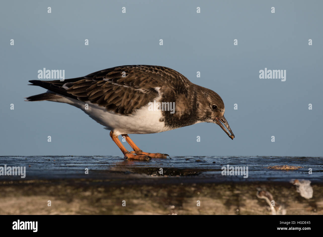 Turnstone feeding uk hi-res stock photography and images - Alamy