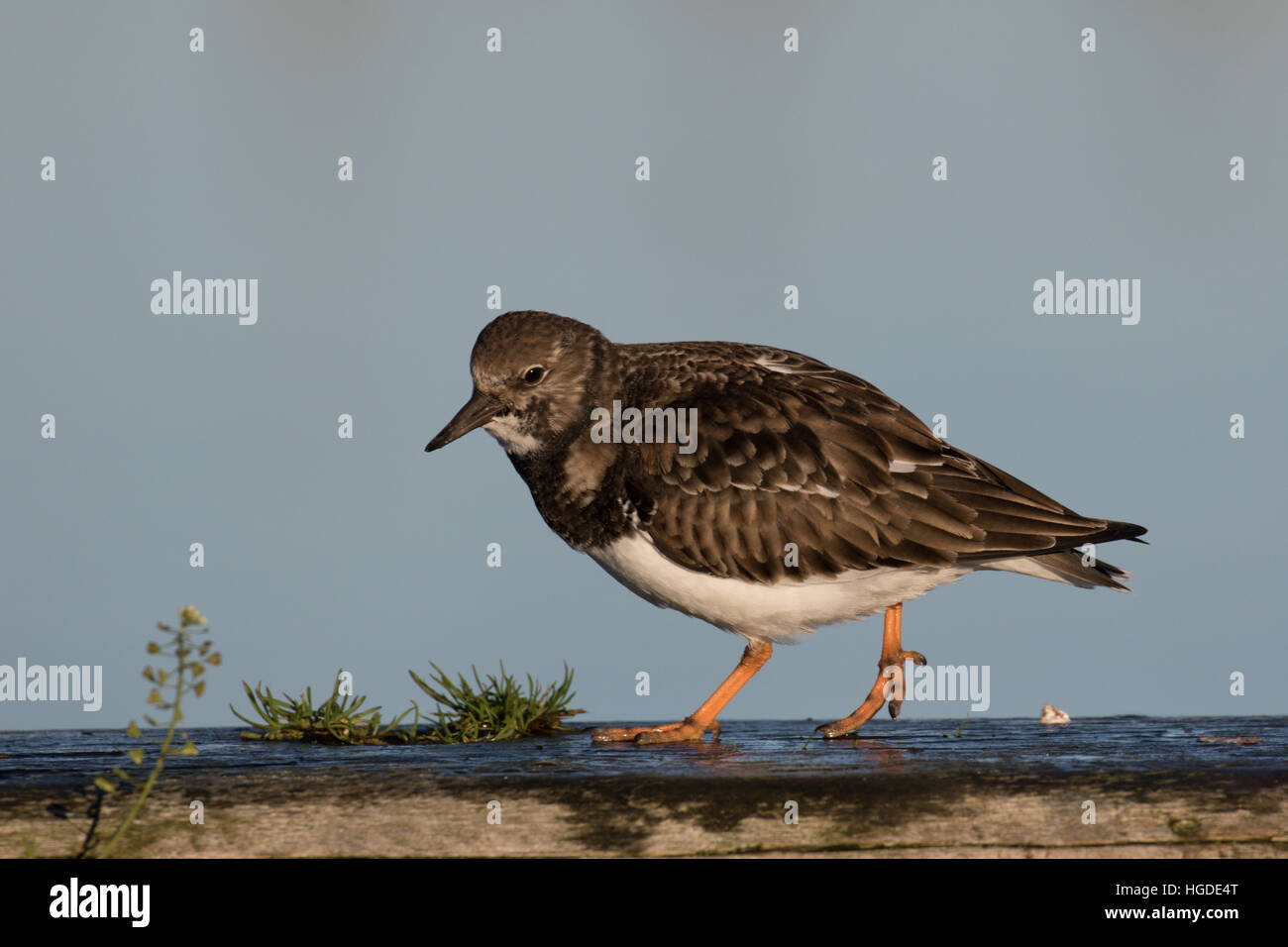 Turnstone winter plumage hi-res stock photography and images - Alamy