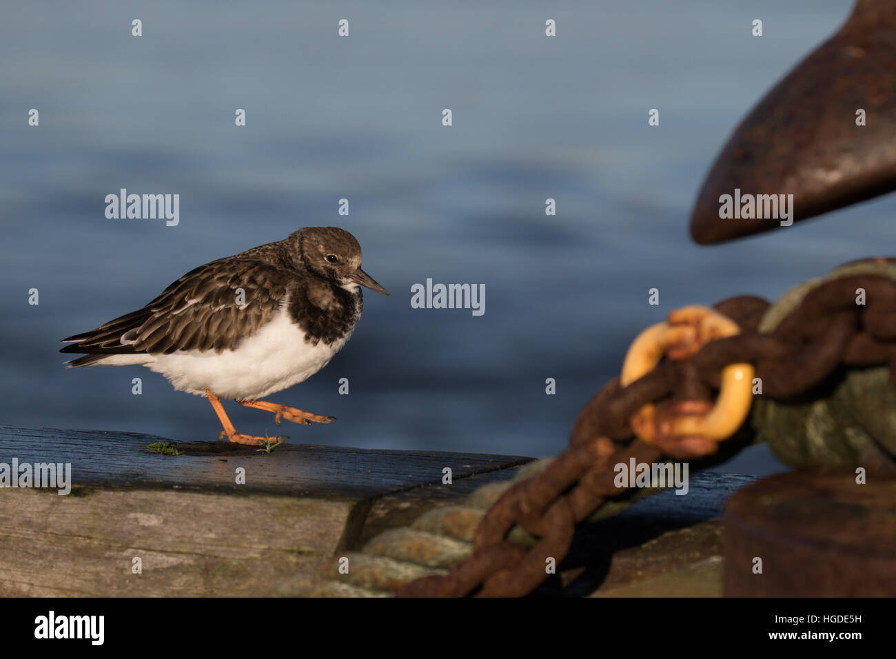 Turnstone winter plumage hi-res stock photography and images - Alamy