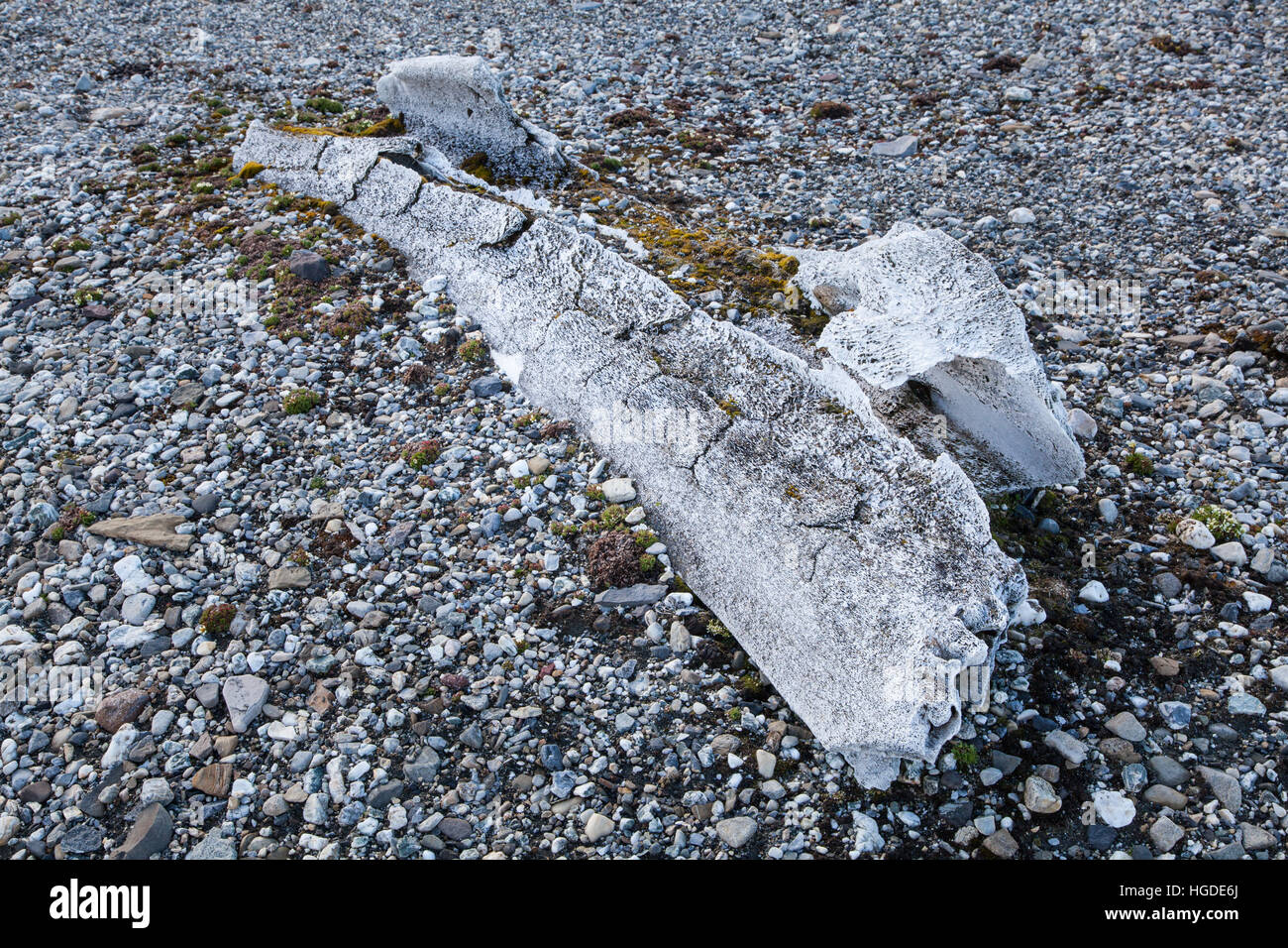 Whale bone hi-res stock photography and images - Alamy