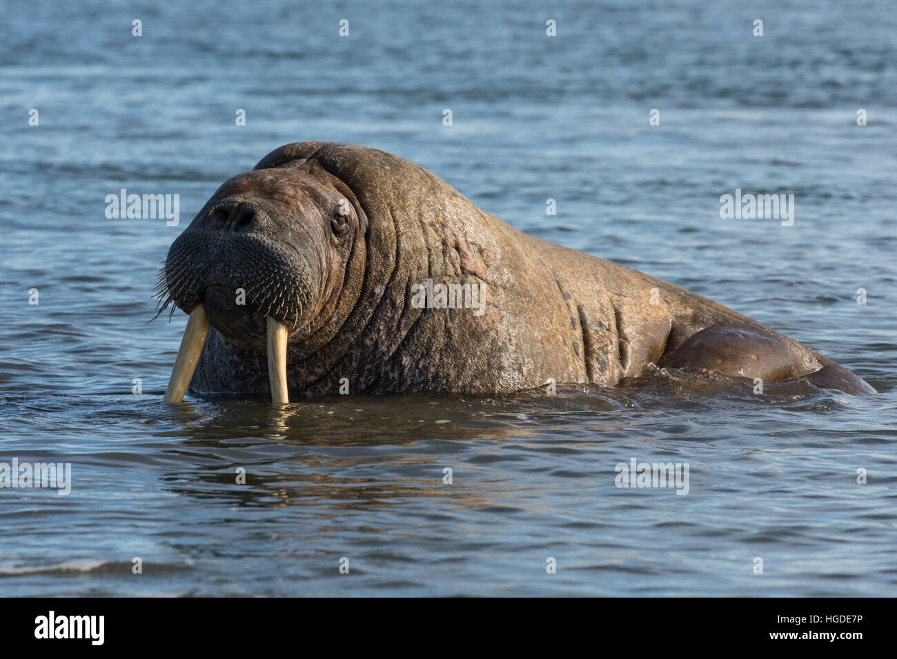 Walrus High Resolution Stock Photography and Images - Alamy