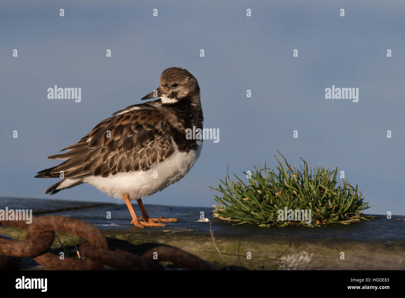 Turnstone winter plumage hi-res stock photography and images - Alamy