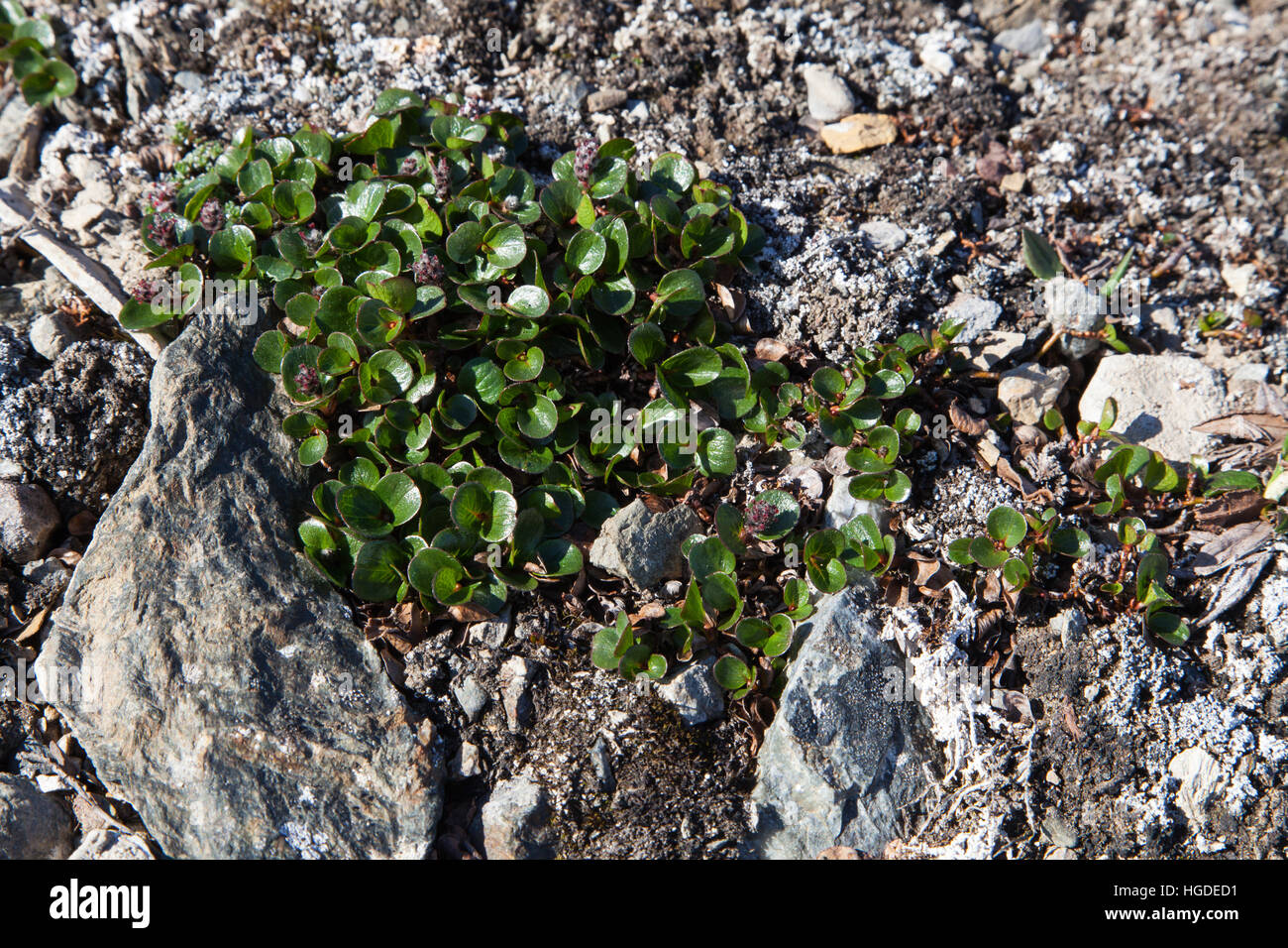 Spitsbergen, Svalbard, vegetation Stock Photo - Alamy