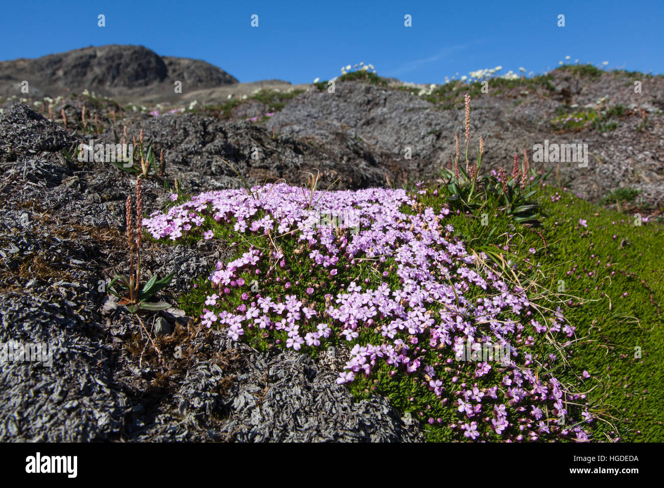 Pink knotweed hi-res stock photography and images - Alamy