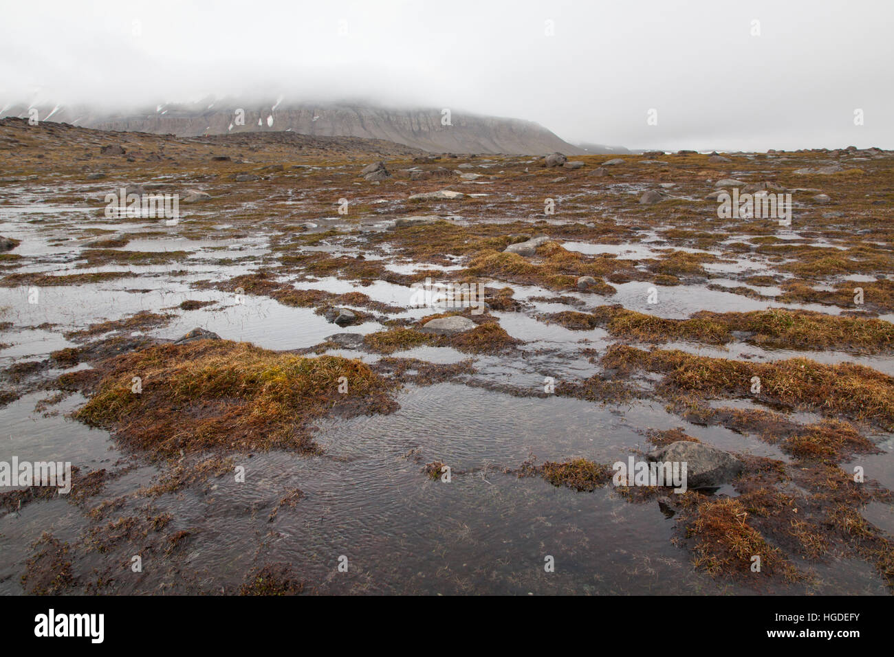 Tundra region hi-res stock photography and images - Alamy