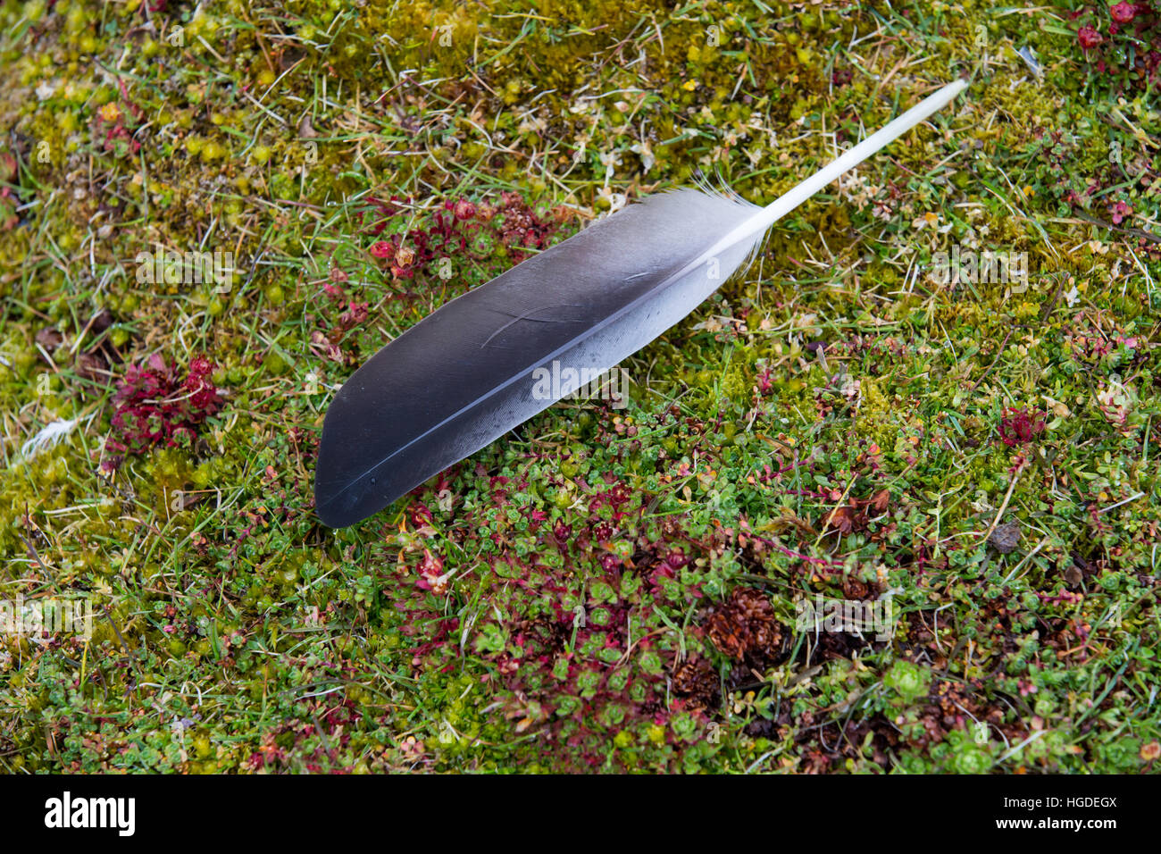 Birds feather hi-res stock photography and images - Alamy