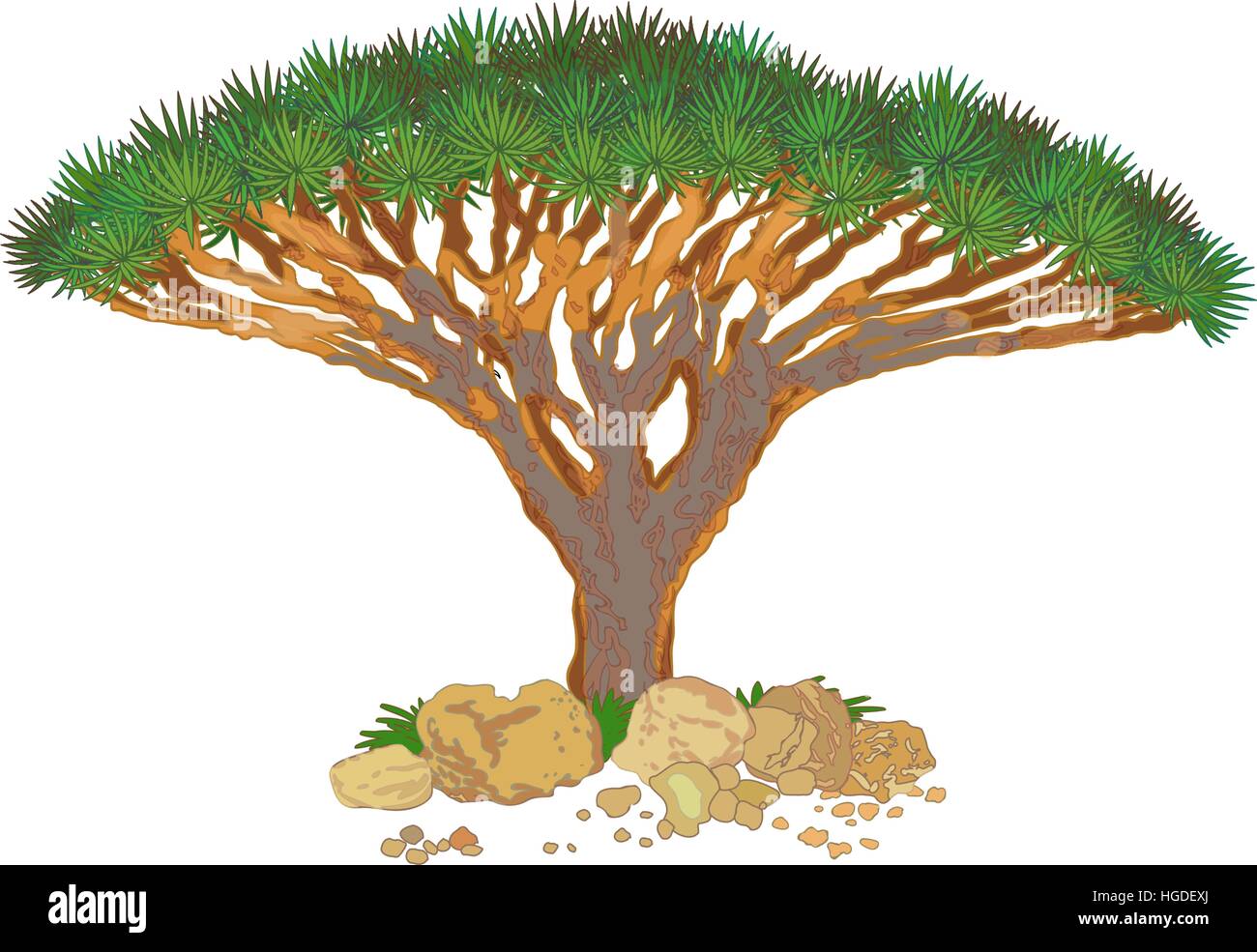 Tropical tree of the island of Socotra, on white background. Plants and ...