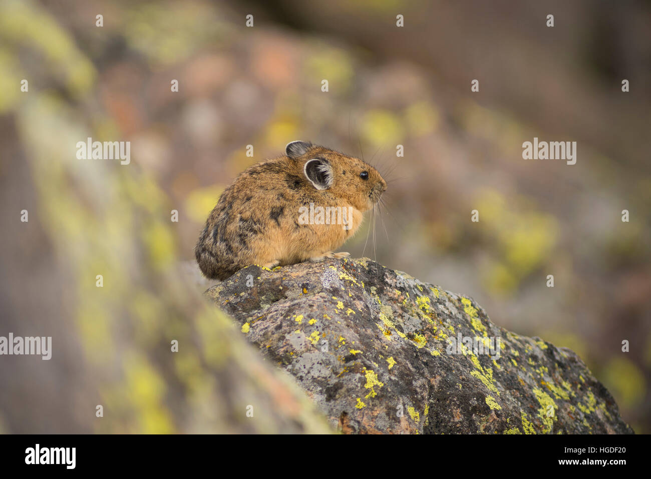 Northern yellowstone hi-res stock photography and images - Alamy