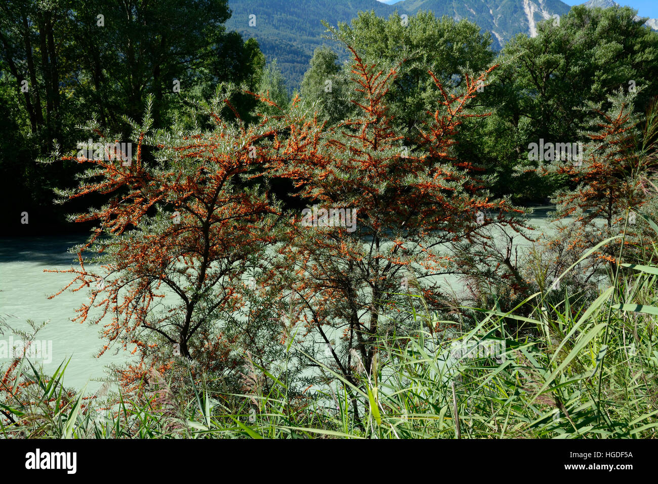 Hippophae hi-res stock photography and images - Alamy