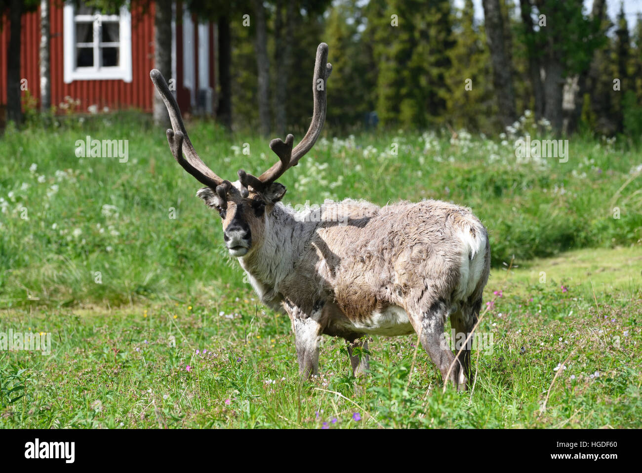 Bull reindeer hi-res stock photography and images - Alamy