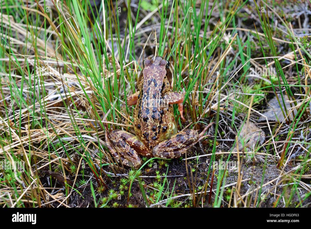 Frog rana hi-res stock photography and images - Alamy