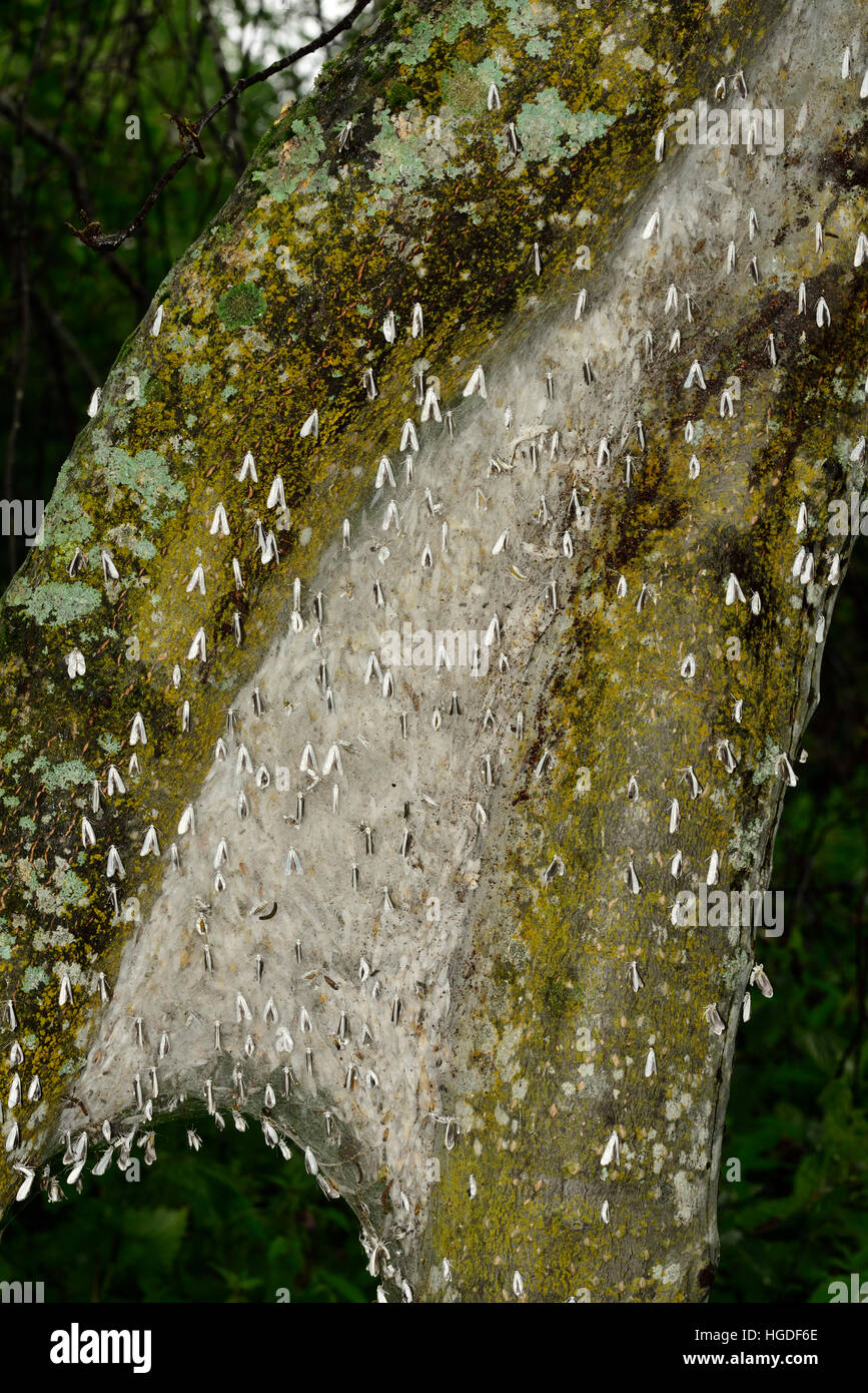 Ermine Canton High Resolution Stock Photography and Images - Alamy