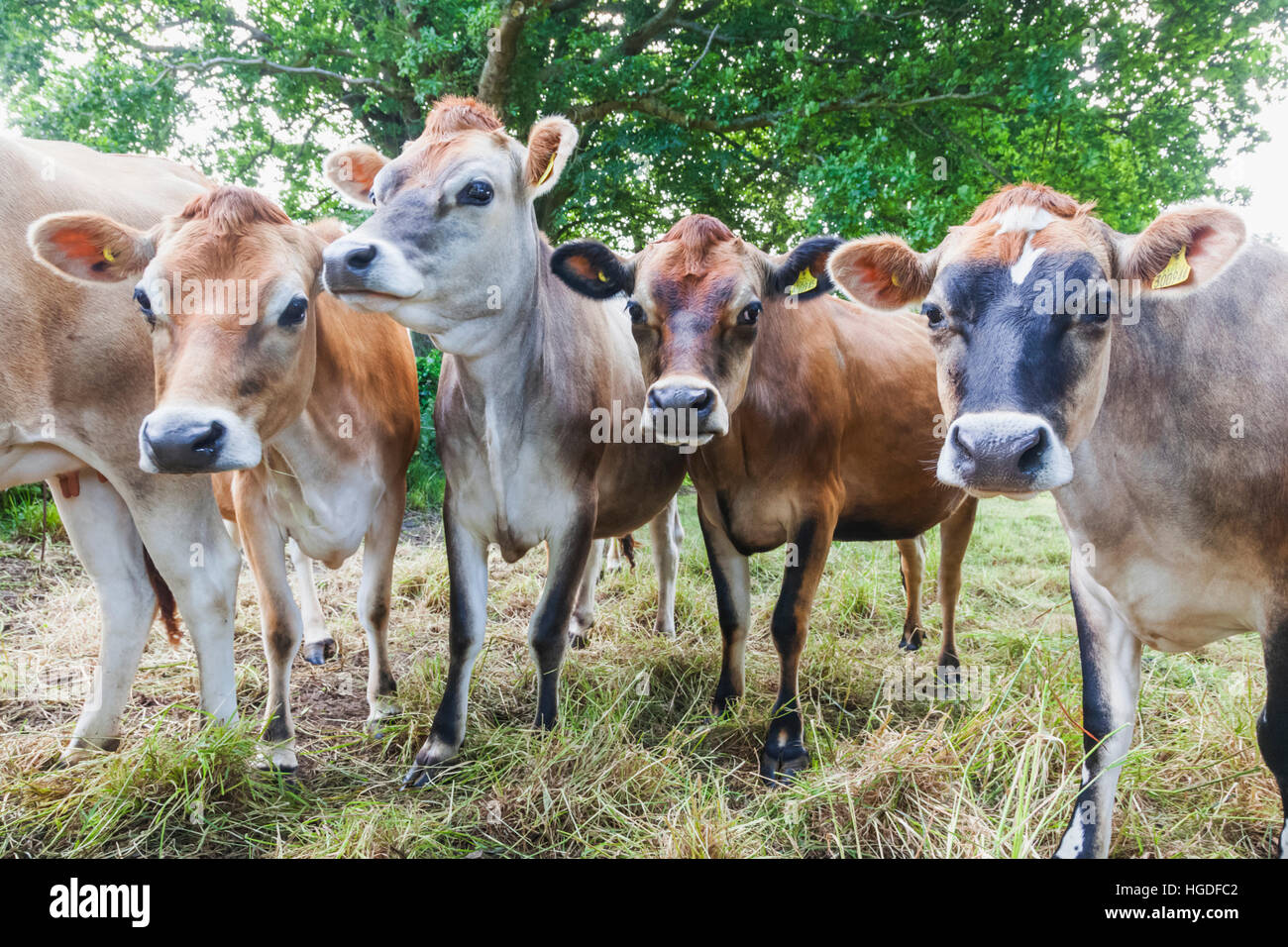 United Kingdom, Channel Islands, Jersey, Jersey Cows Stock Photo - Alamy