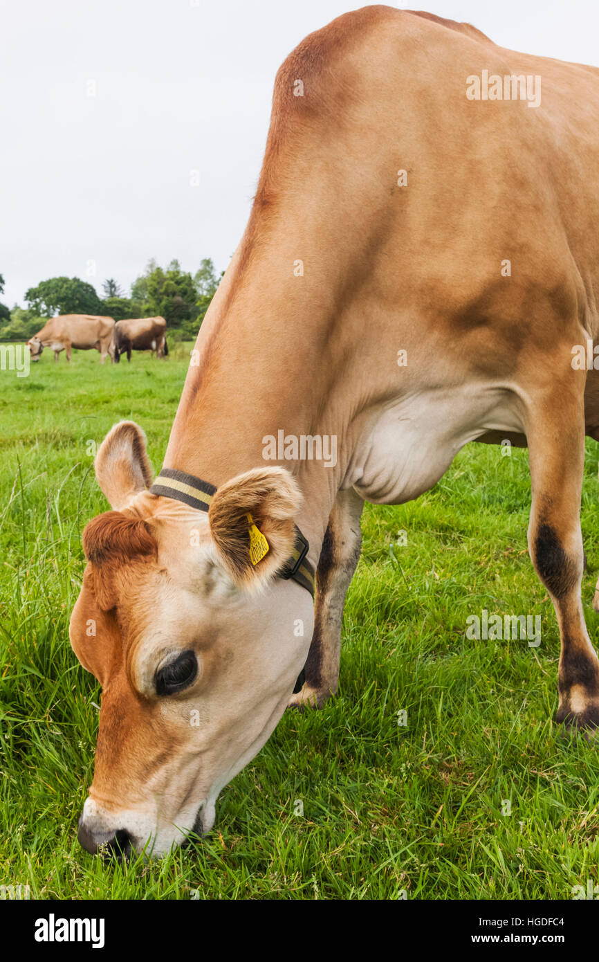 Islands cow hi-res stock photography and images - Alamy