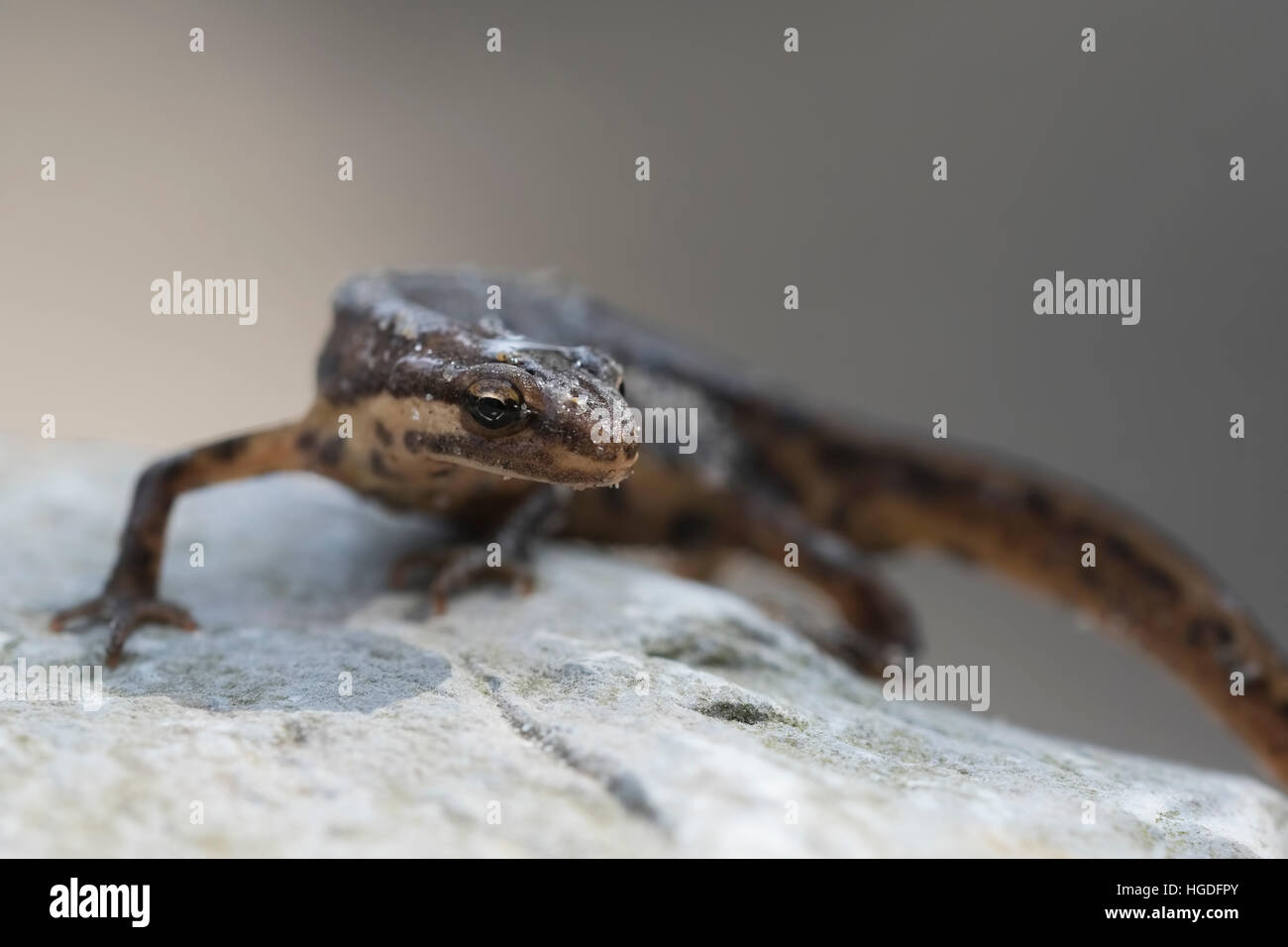 Lissotriton vulgaris newt europe hi-res stock photography and images ...