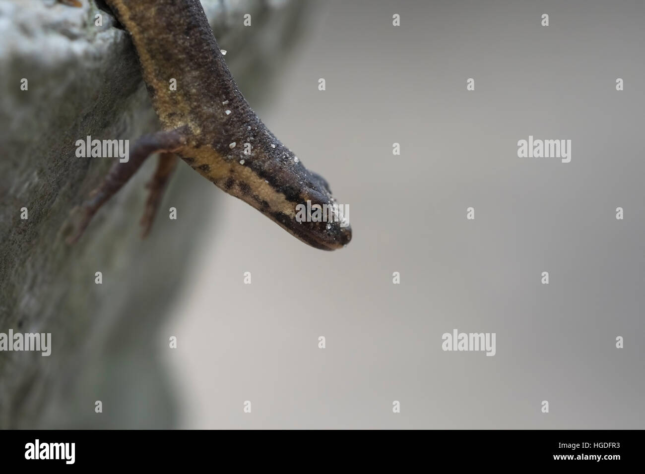 Close-up of a smooth newt, also known as the common newt (Lissotriton ...