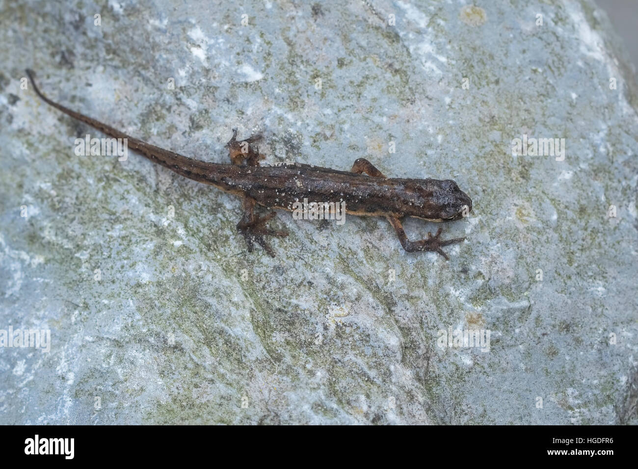 Close-up of a smooth newt, also known as the common newt (Lissotriton ...