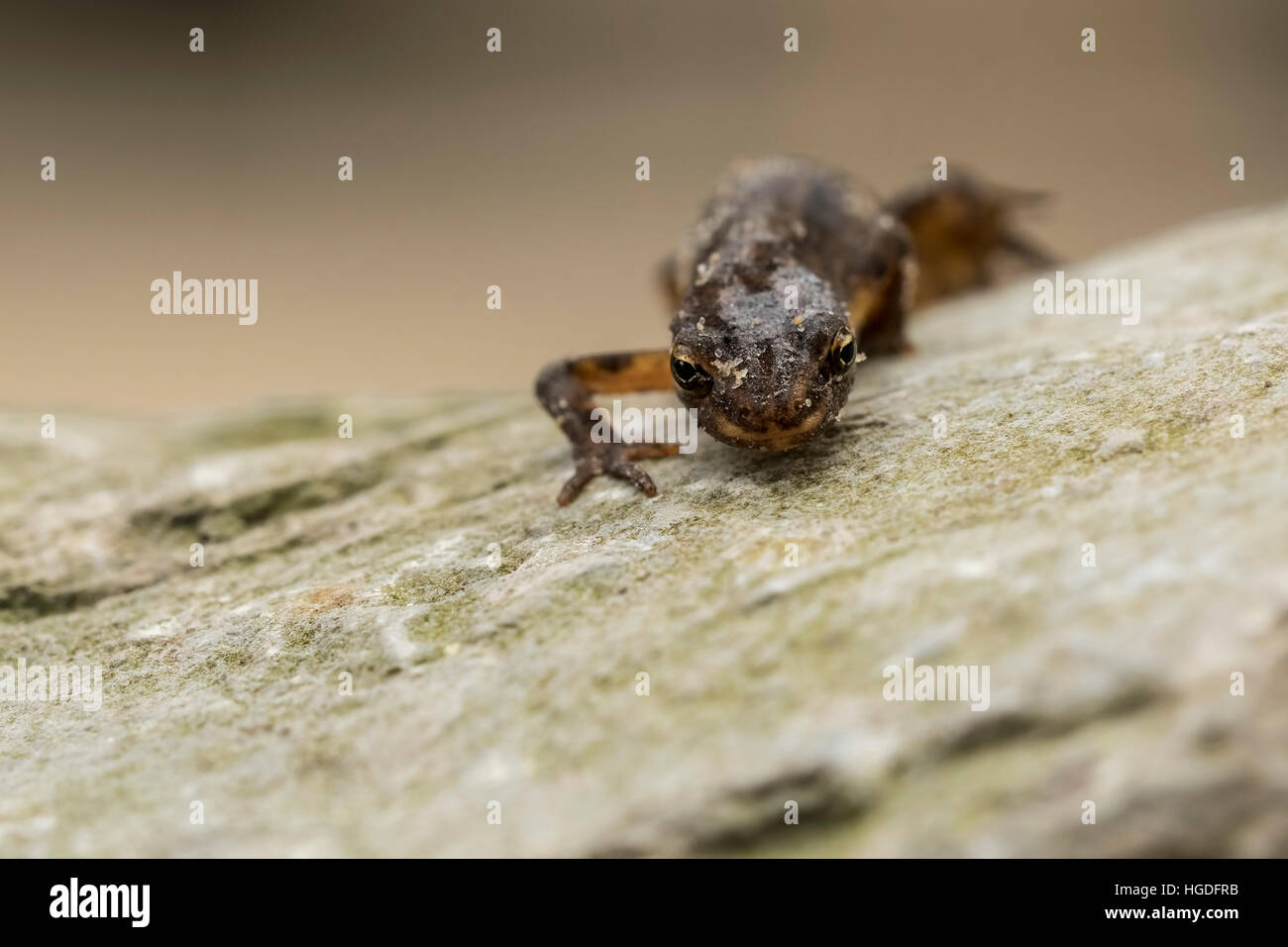 Close-up of a smooth newt, also known as the common newt (Lissotriton ...