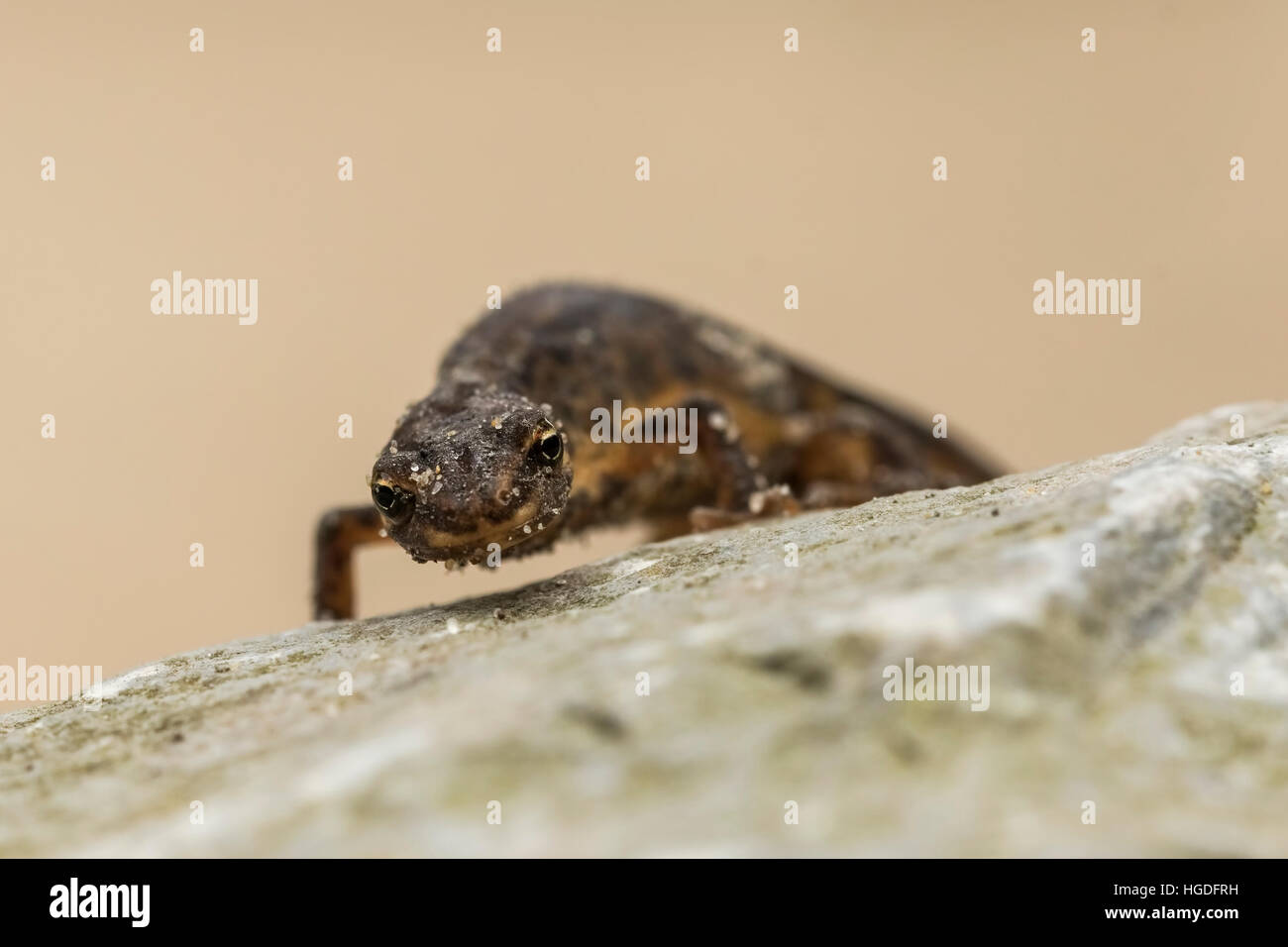 Close-up of a smooth newt, also known as the common newt (Lissotriton ...