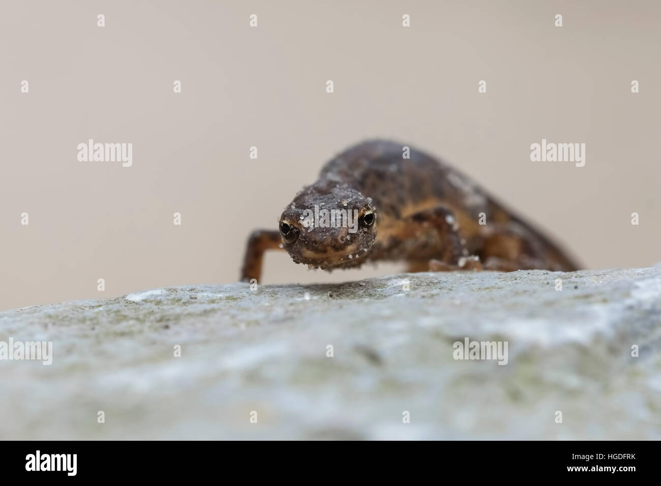 Close-up of a smooth newt, also known as the common newt (Lissotriton ...