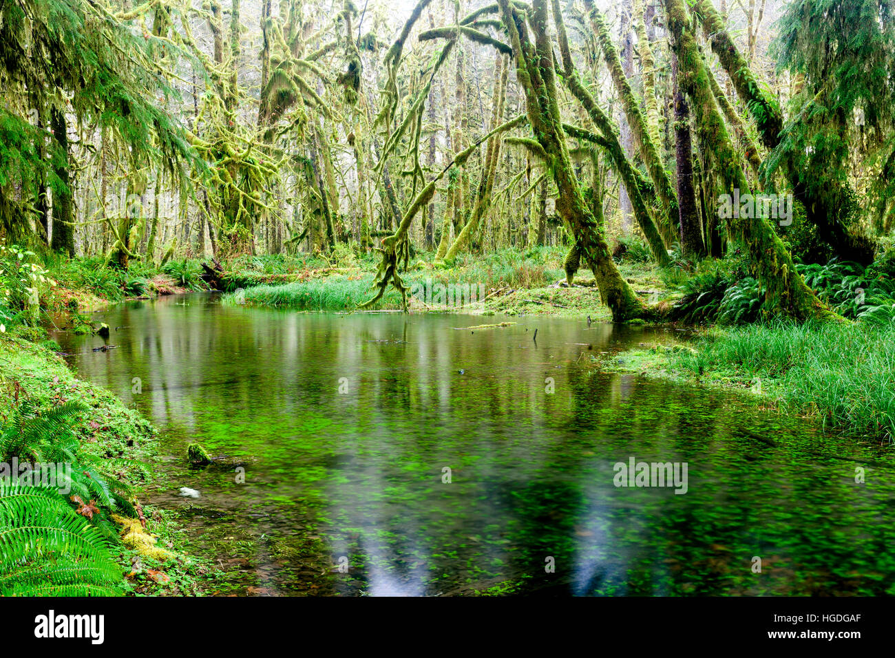 WA11982-00...WASHINGTON - Rain forest along the Maple Glade Rain Forest ...