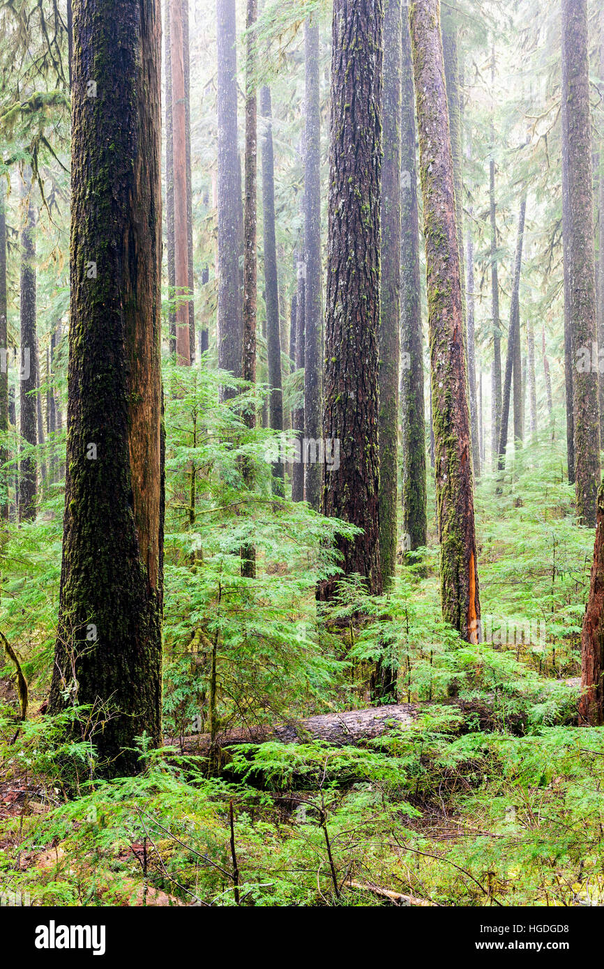 Sol duc hi-res stock photography and images - Alamy