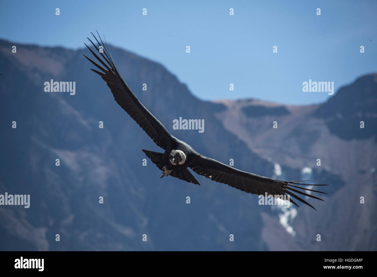 Condor in the Colca canyon Stock Photo - Alamy