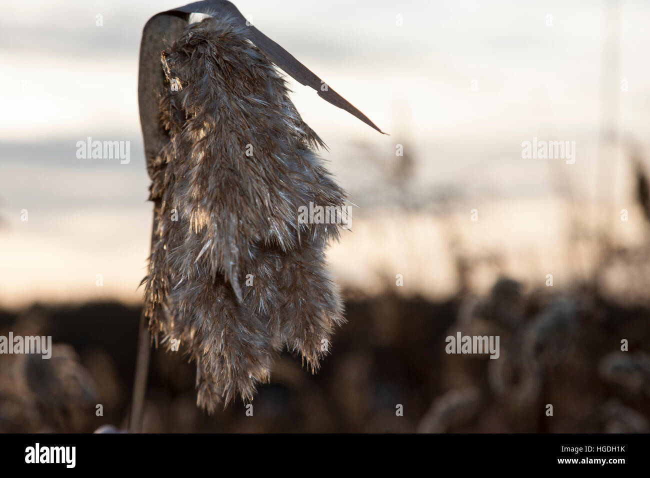 Autumn background. Autumn cane and sweet flag Stock Photo - Alamy