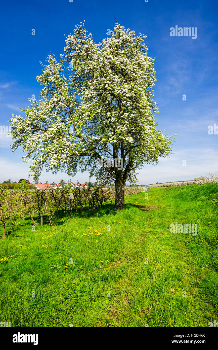 apple tree in Germany Stock Photo - Alamy