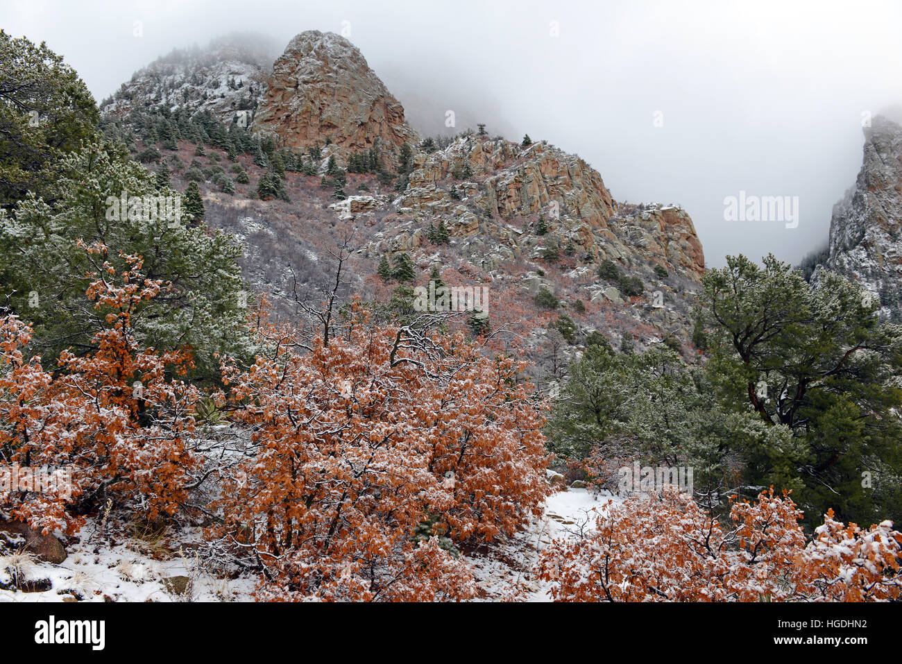 Vibrant colors of Alpine forest landscape with snow, Sandia Mountains ...