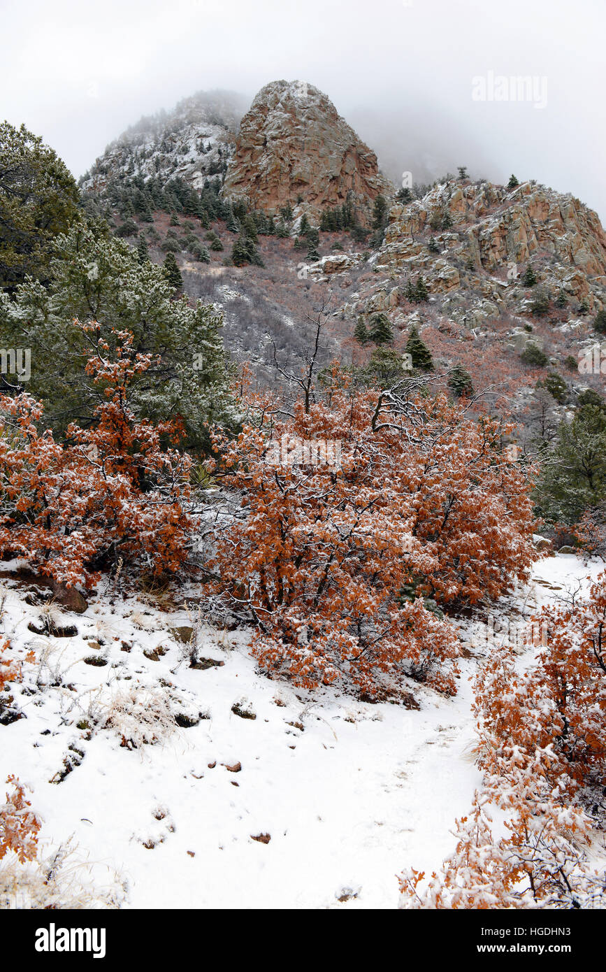 Vibrant colors of Alpine forest landscape with snow, Sandia Mountains ...